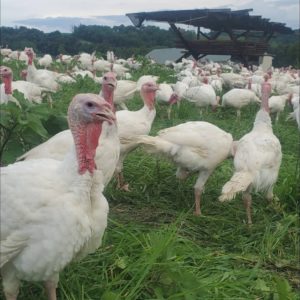 Pastured Poultry Fact Sheet - Sustainable Farming Association