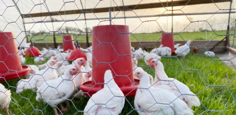 Pastured Poultry Fact Sheet - Sustainable Farming Association
