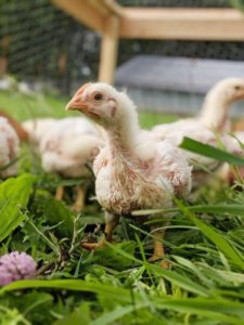 Pastured Poultry Fact Sheet - Sustainable Farming Association
