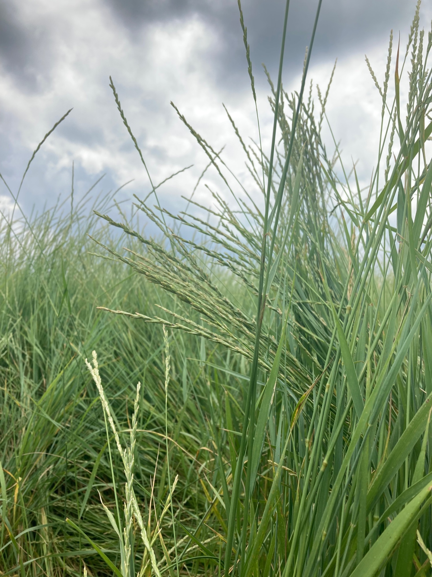 Kernza: Grain, Grazing, or Both? - Sustainable Farming Association