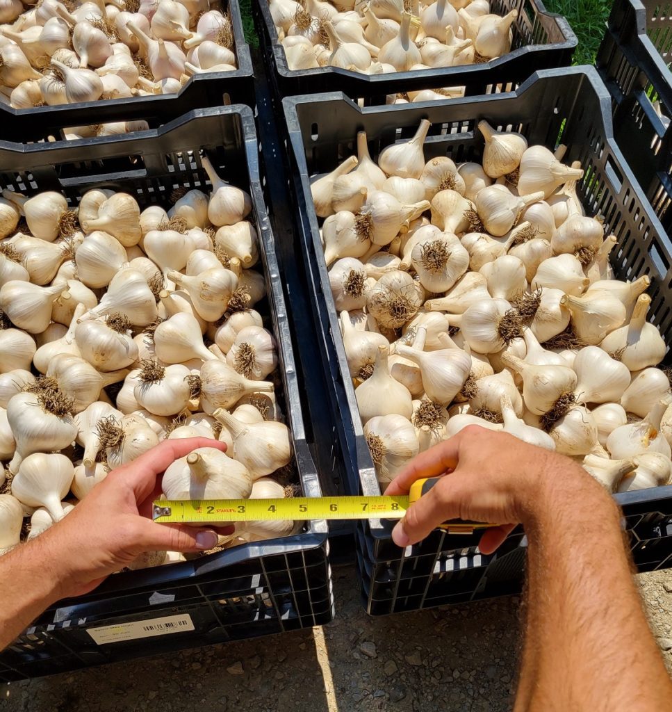Upper Midwest Premium Garlic Directory - Sustainable Farming Association