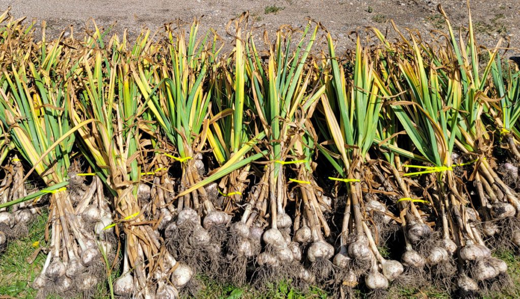Upper Midwest Premium Garlic Directory - Sustainable Farming Association