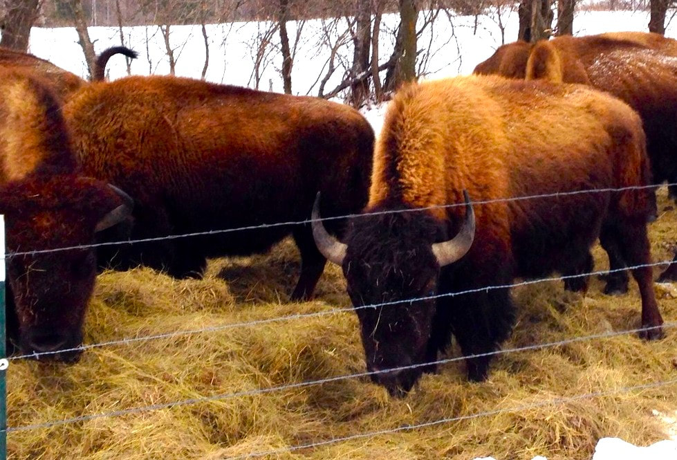 East Central - Sustainable Farming Association