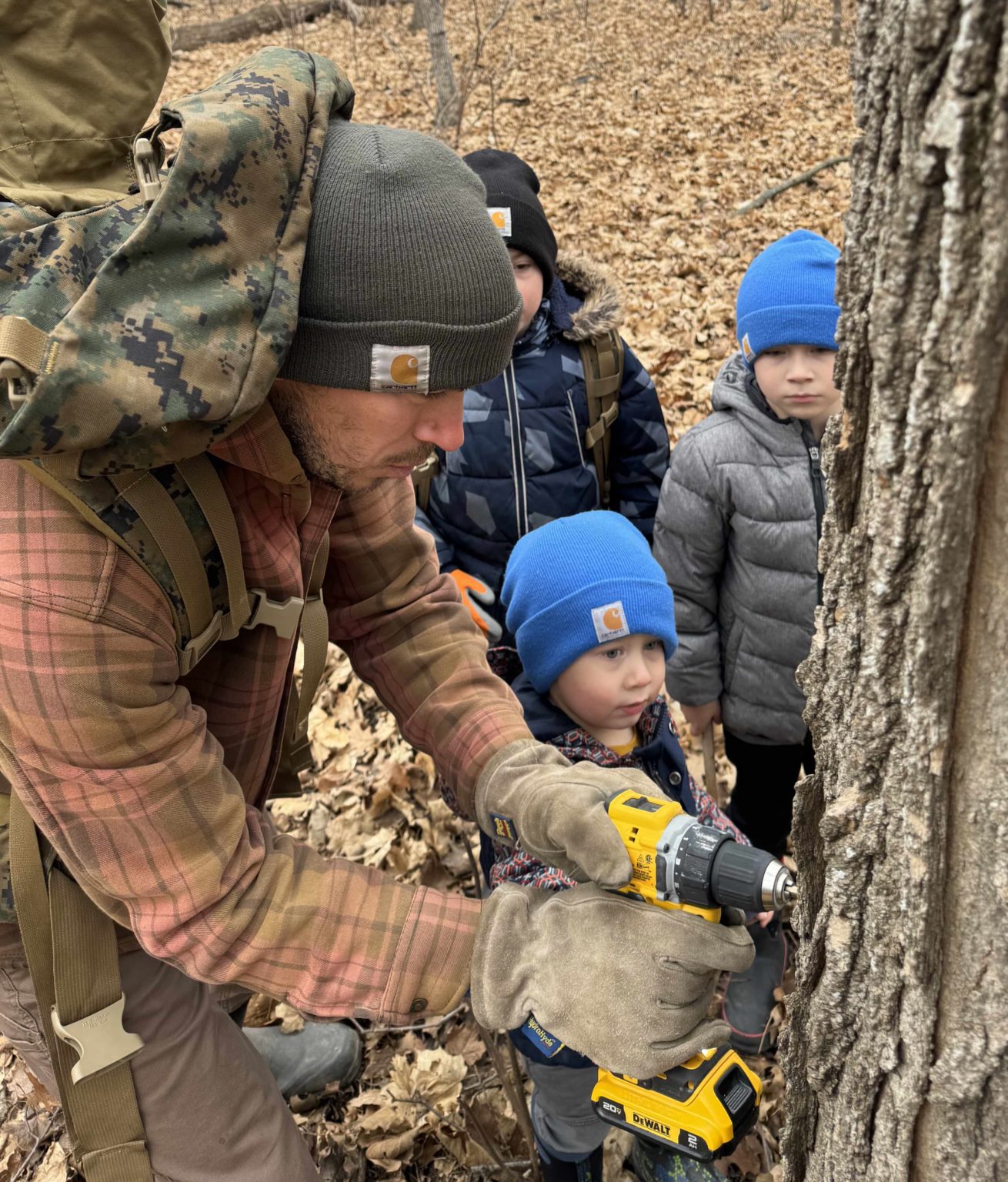 Homesteading Series: Identifying and Tapping Maple Trees for Syrup ...