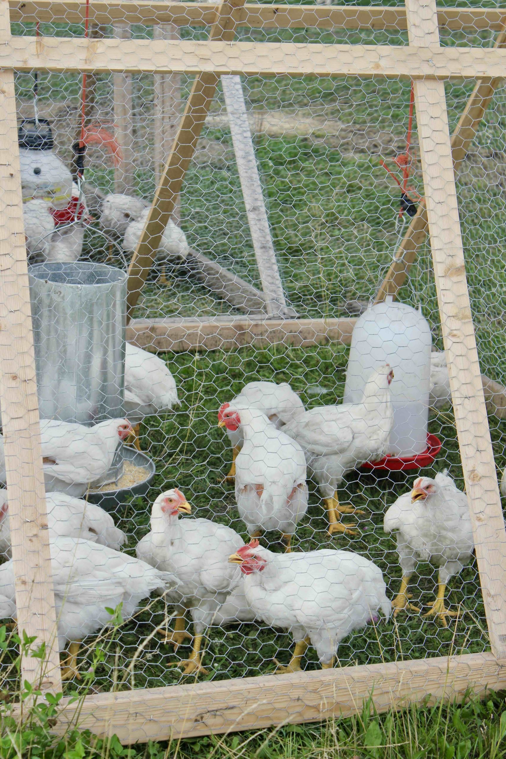 Learn how to raise your own meat chickens this summer! - Sustainable ...