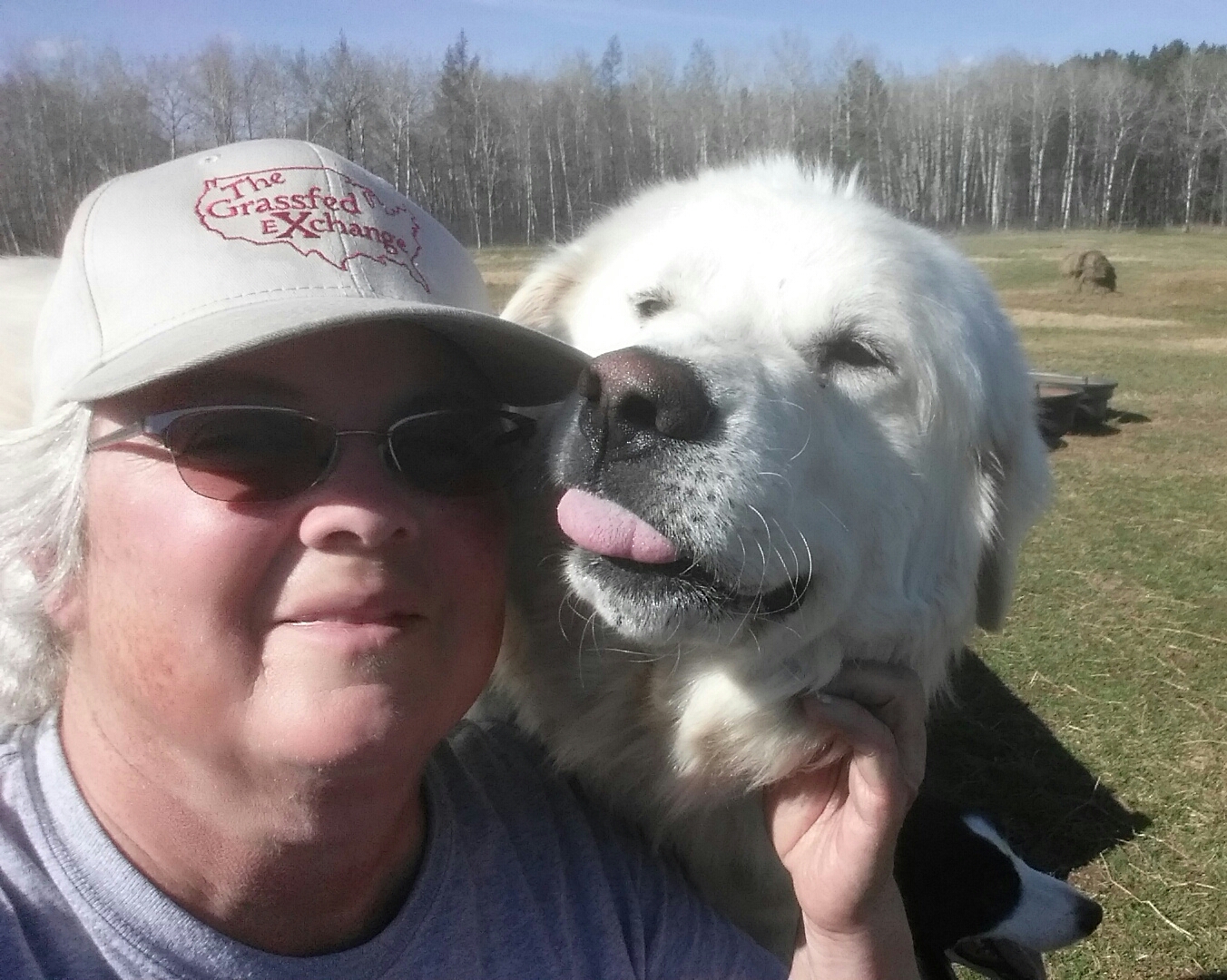 Homesteading Series - Livestock Guardian Dogs 101 - Sustainable Farming ...