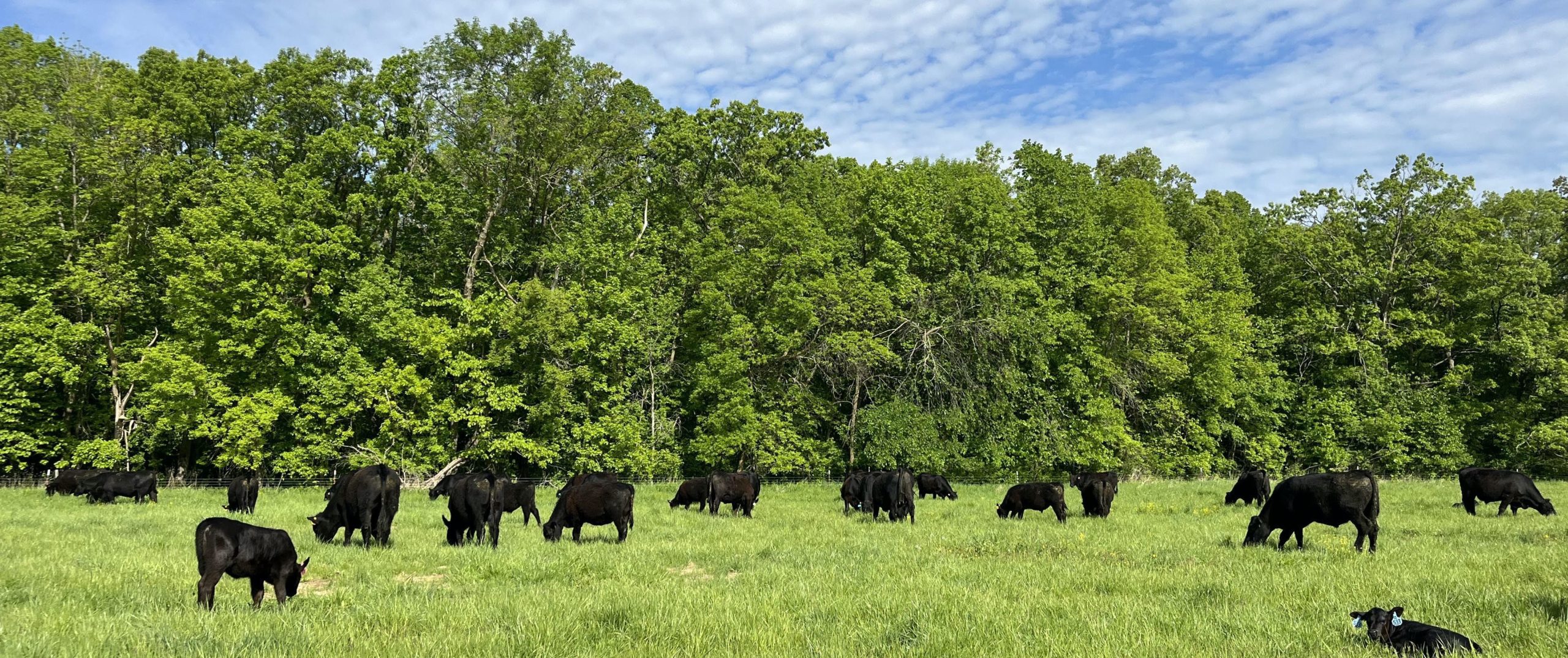 CANCELED - Pasture Walk Series #3: Grazing for Soil Health in Fort ...